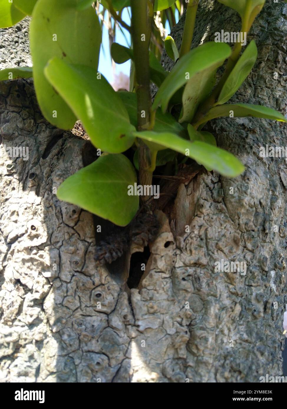New Zealand Broadleaf (Griselinia littoralis Stock Photo - Alamy