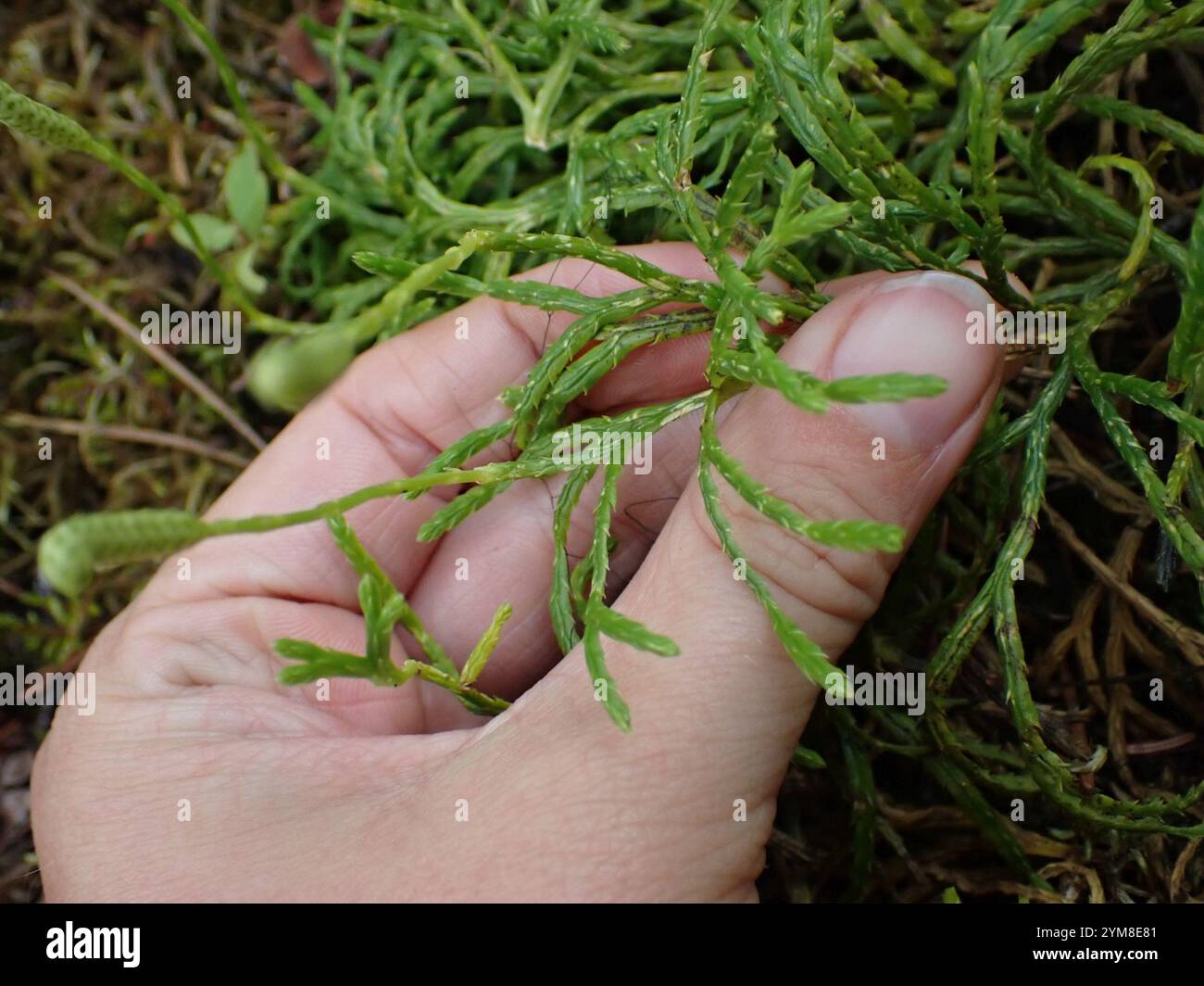 northern ground-cedar (Diphasiastrum complanatum Stock Photo - Alamy