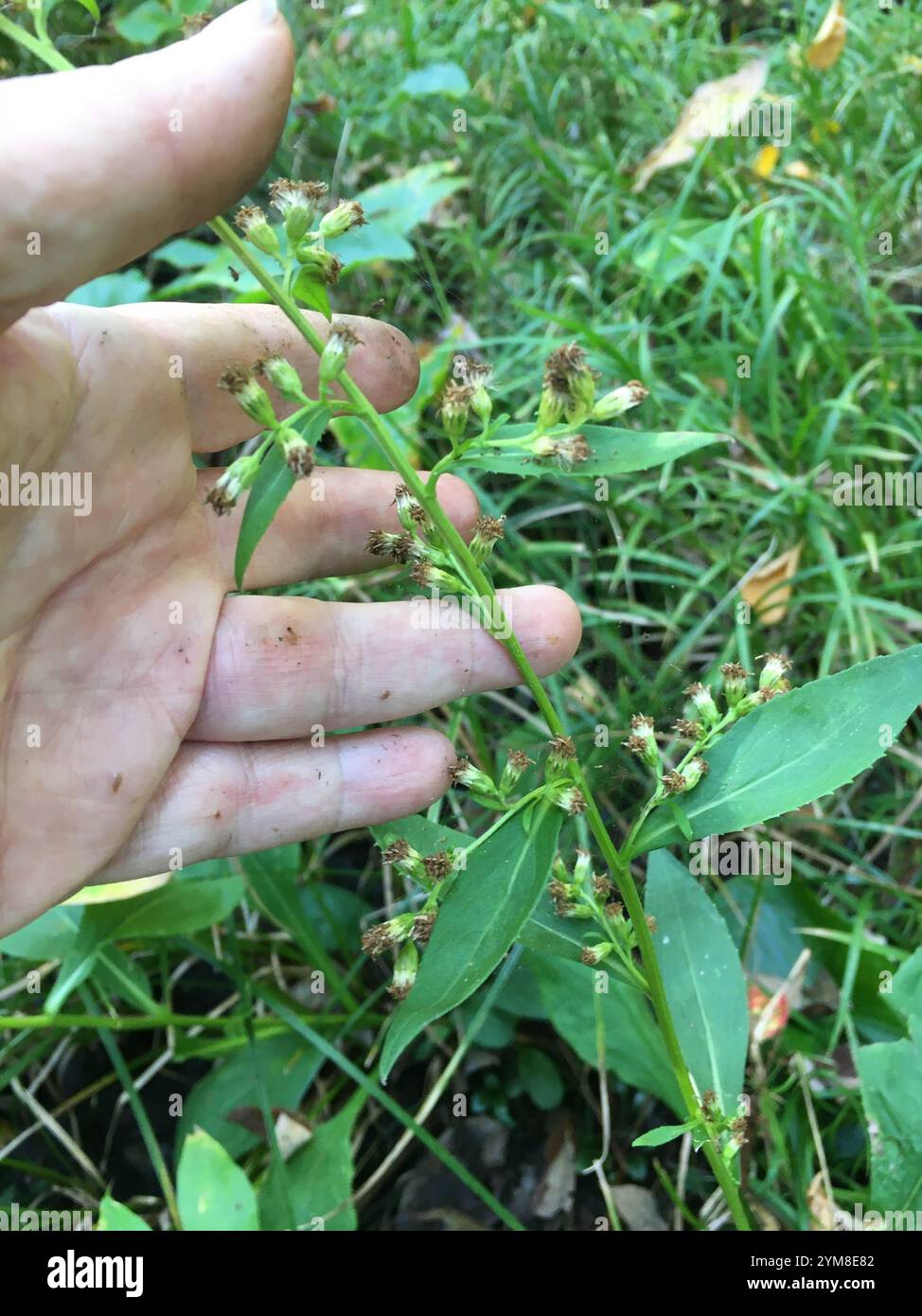 Swamp Goldenrod (Solidago patula Stock Photo - Alamy