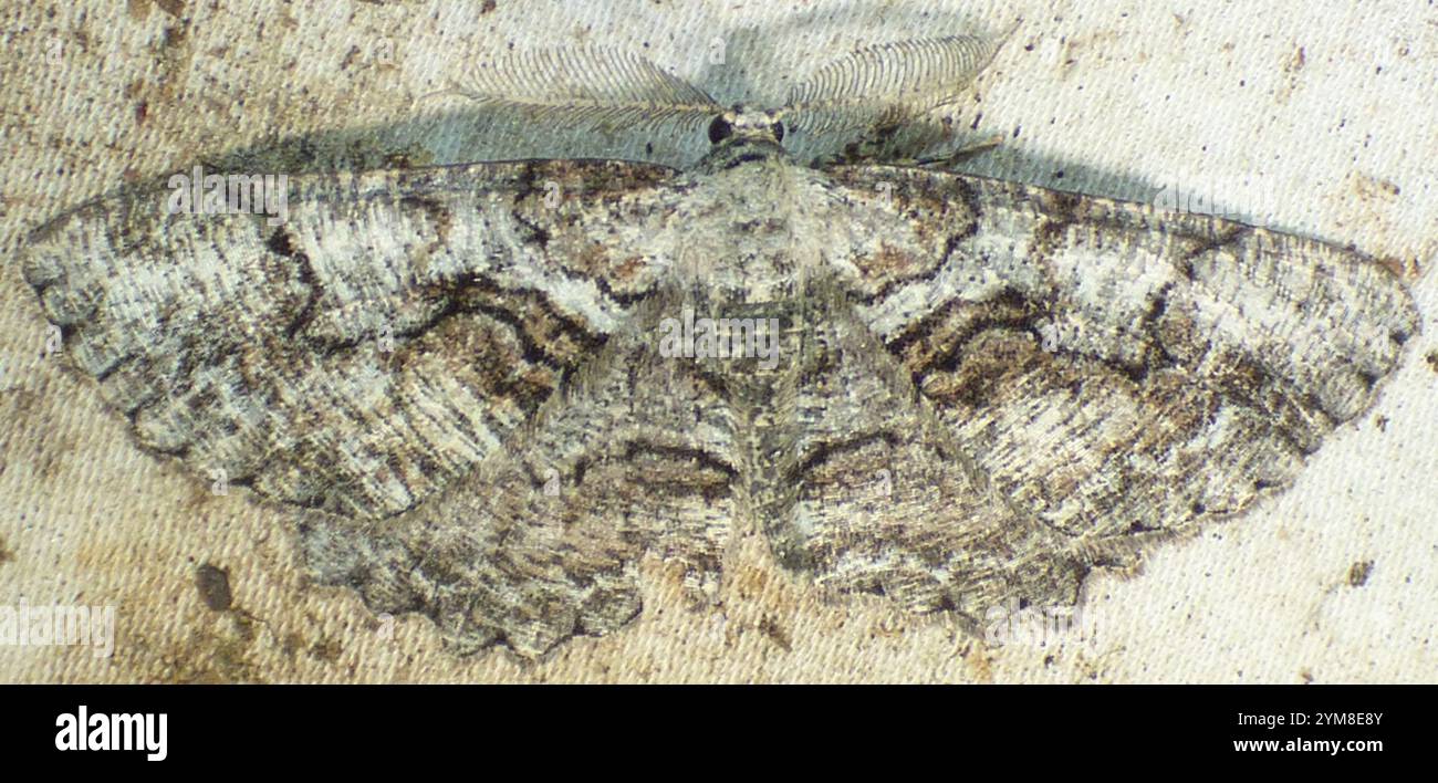 Giant Gray Moth (Cymatophora approximaria Stock Photo - Alamy