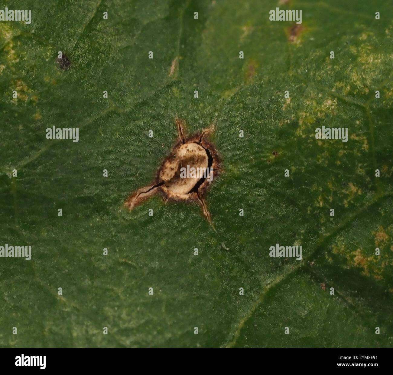 oak flake gall wasp (Neuroterus quercusverrucarum Stock Photo - Alamy