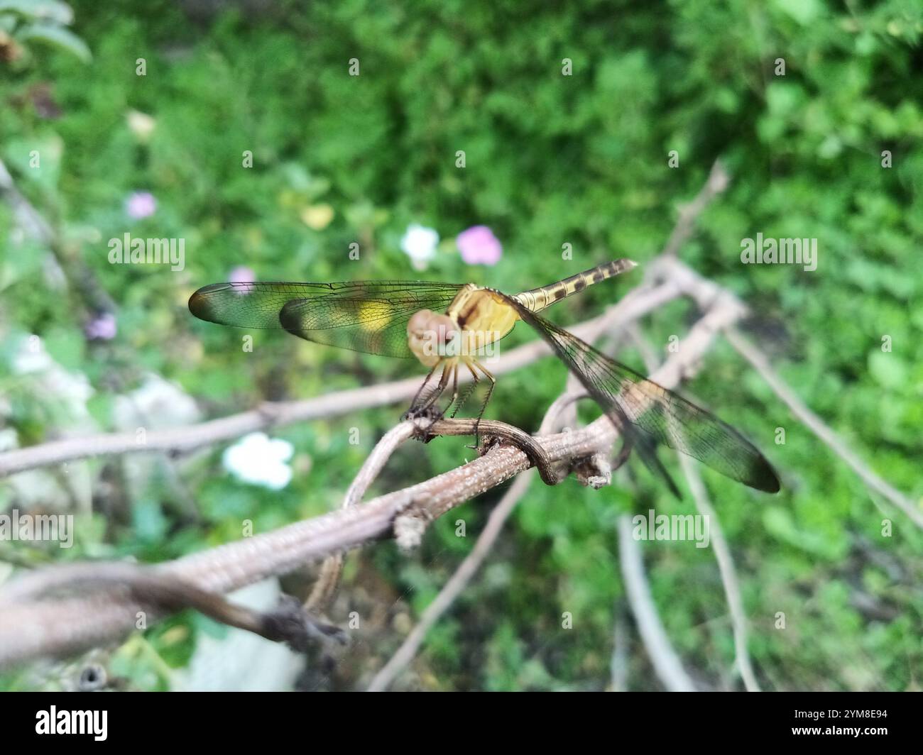 Black-winged Dragonlet (Erythrodiplax funerea Stock Photo - Alamy