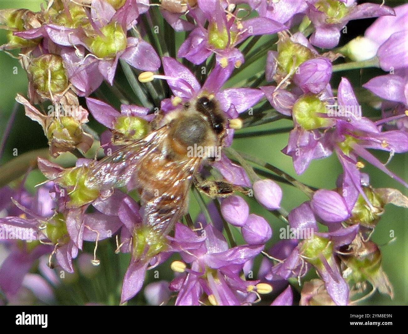 Western Honey Bee (Apis mellifera Stock Photo - Alamy