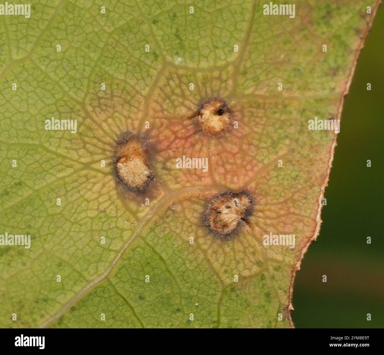 oak flake gall wasp (Neuroterus quercusverrucarum Stock Photo - Alamy