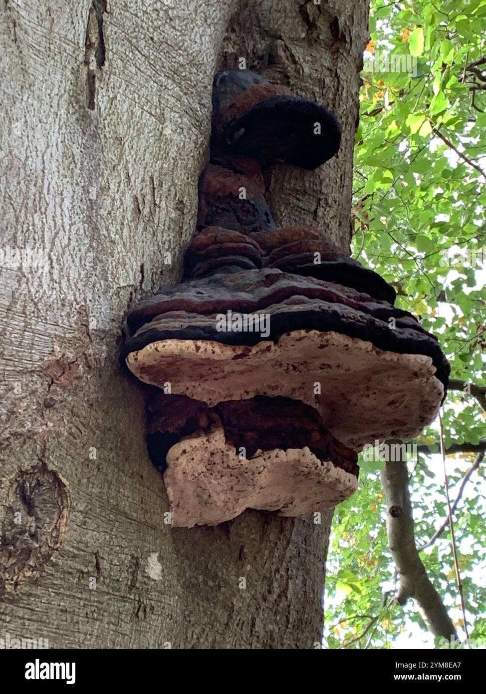 Red-banded Polypore (Fomitopsis pinicola Stock Photo - Alamy