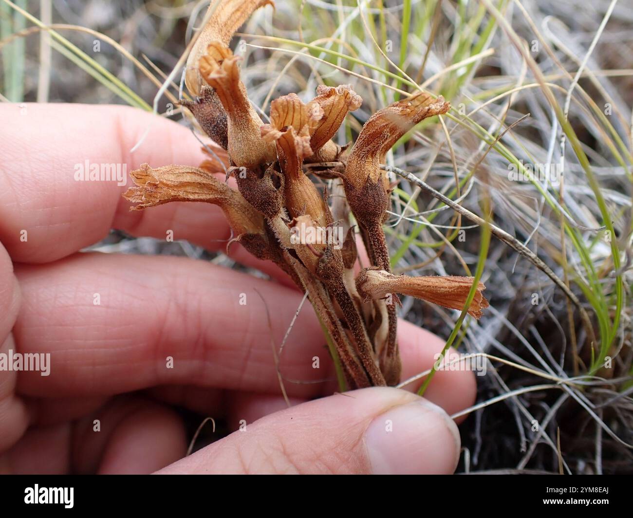 Aphyllon fasciculatum hi-res stock photography and images - Alamy