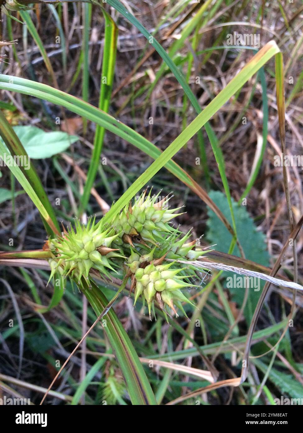 hop sedge (Carex lupulina Stock Photo - Alamy