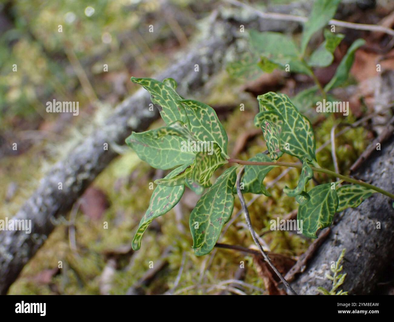 Northern Comandra (Geocaulon lividum Stock Photo - Alamy