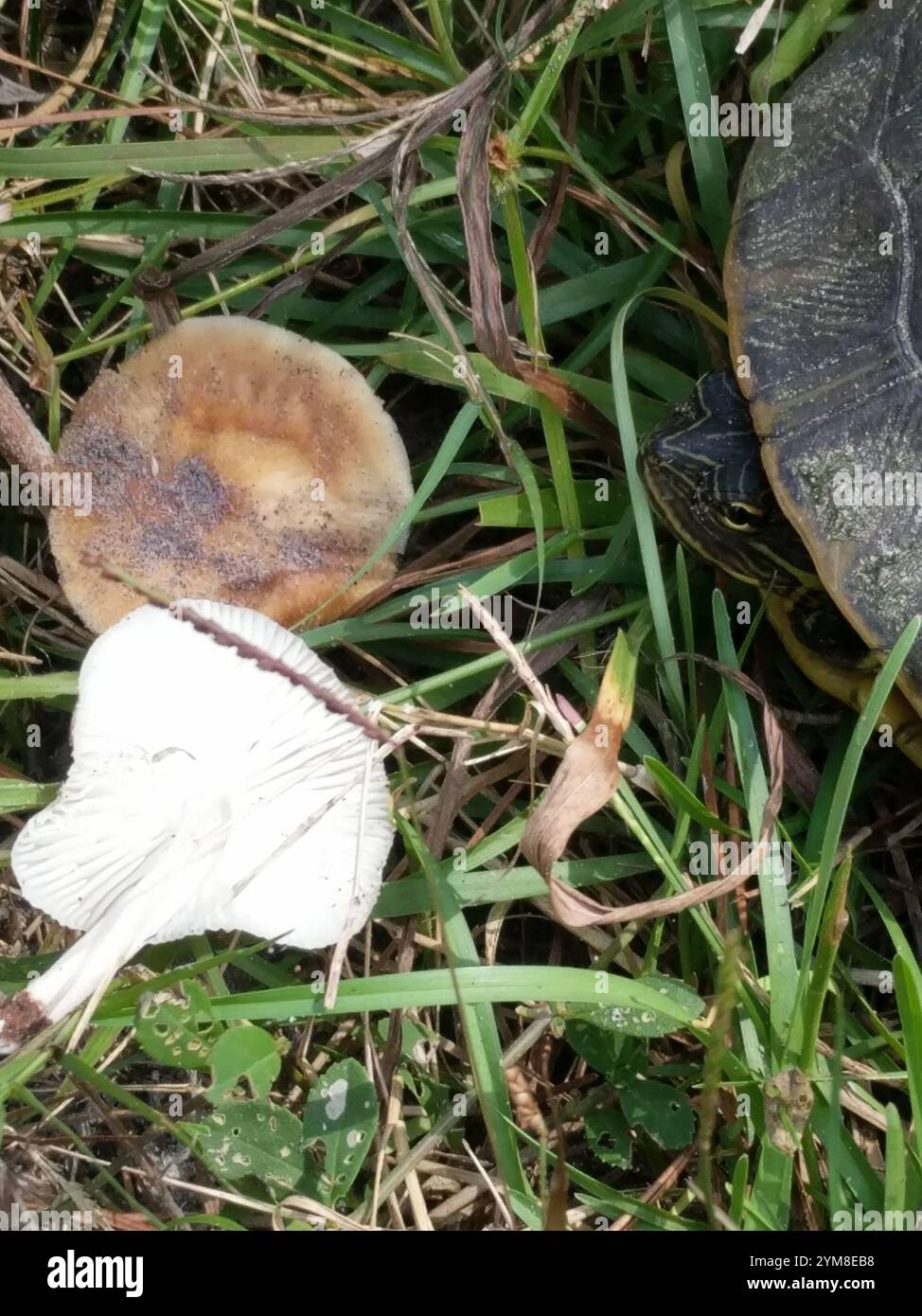 Florida chicken turtle hi-res stock photography and images - Alamy