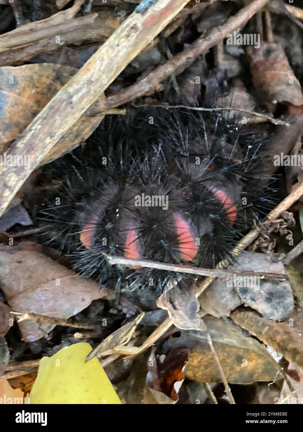 Giant Leopard Moth (Hypercompe scribonia Stock Photo - Alamy
