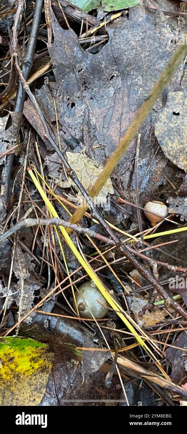 Spring Peeper (Pseudacris crucifer Stock Photo - Alamy