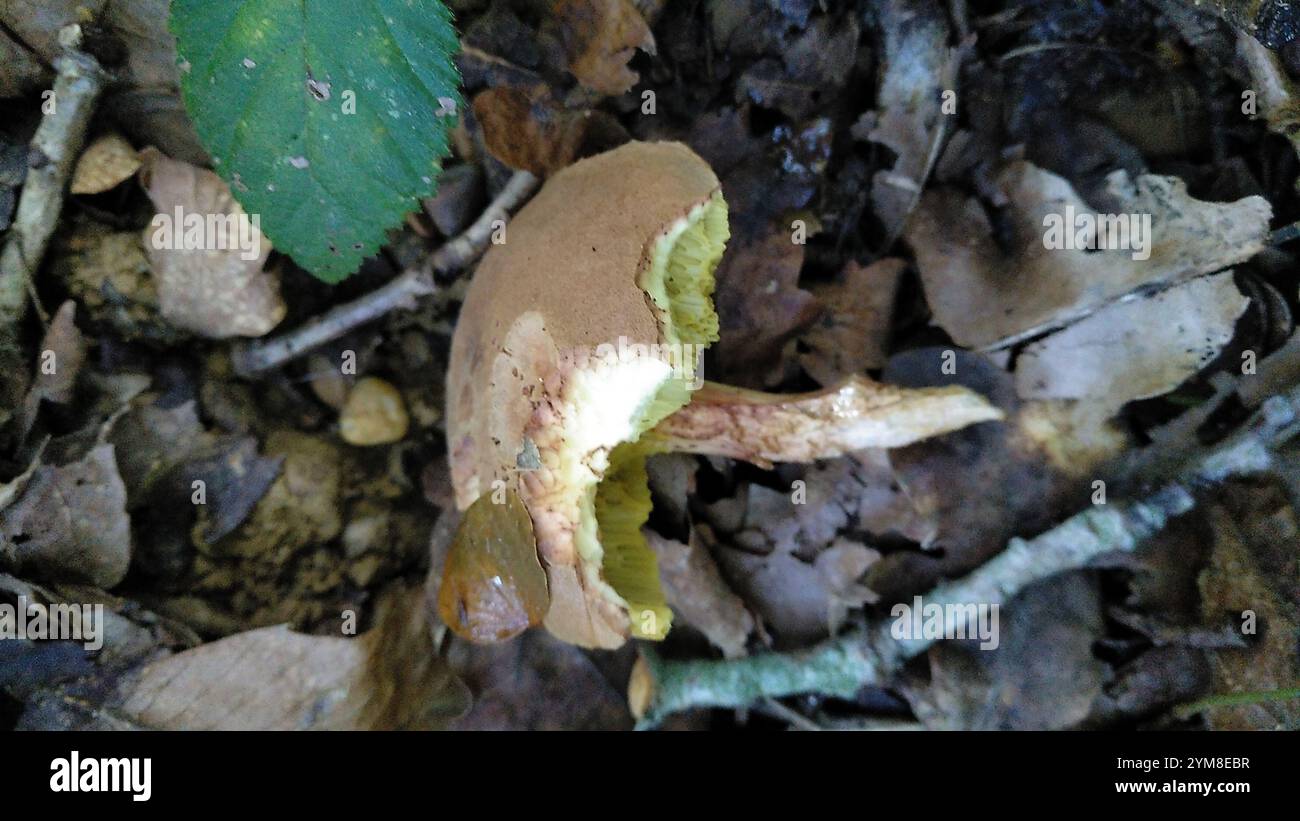 Red-cracking Bolete (Xerocomellus chrysenteron Stock Photo - Alamy