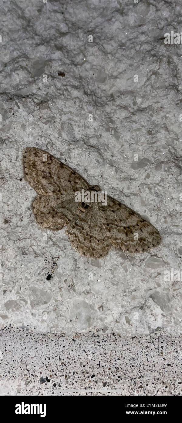 Small Engrailed (Ectropis crepuscularia Stock Photo - Alamy