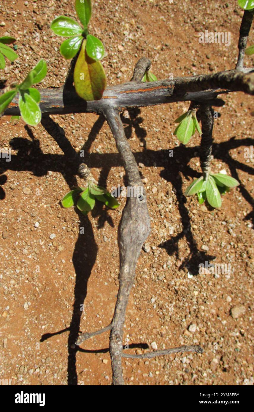 Purplepod clusterleaf (Terminalia prunioides Stock Photo - Alamy