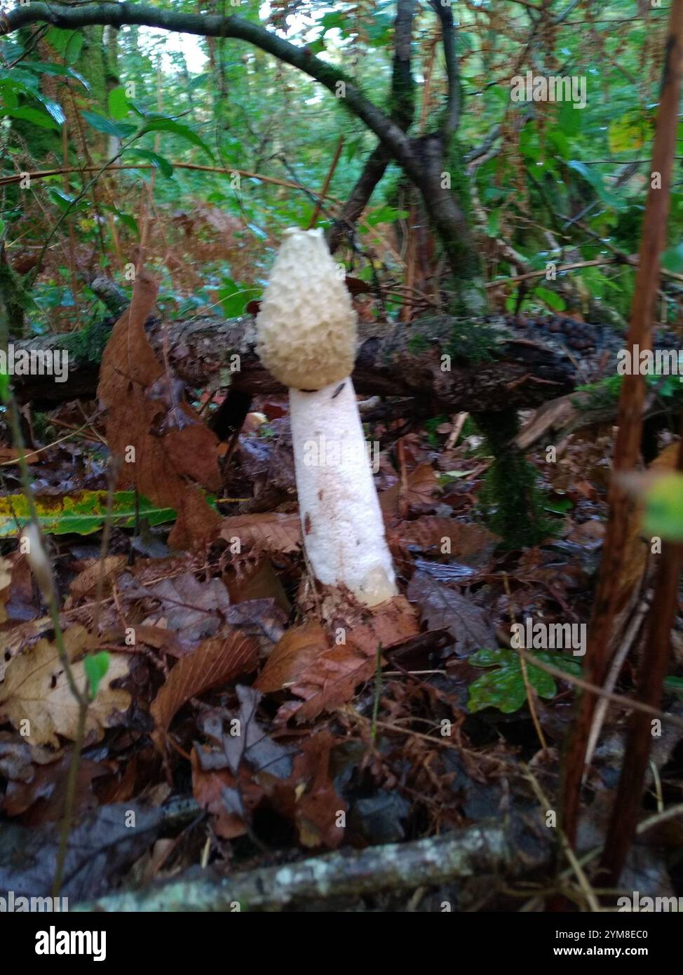 common stinkhorn (Phallus impudicus Stock Photo - Alamy