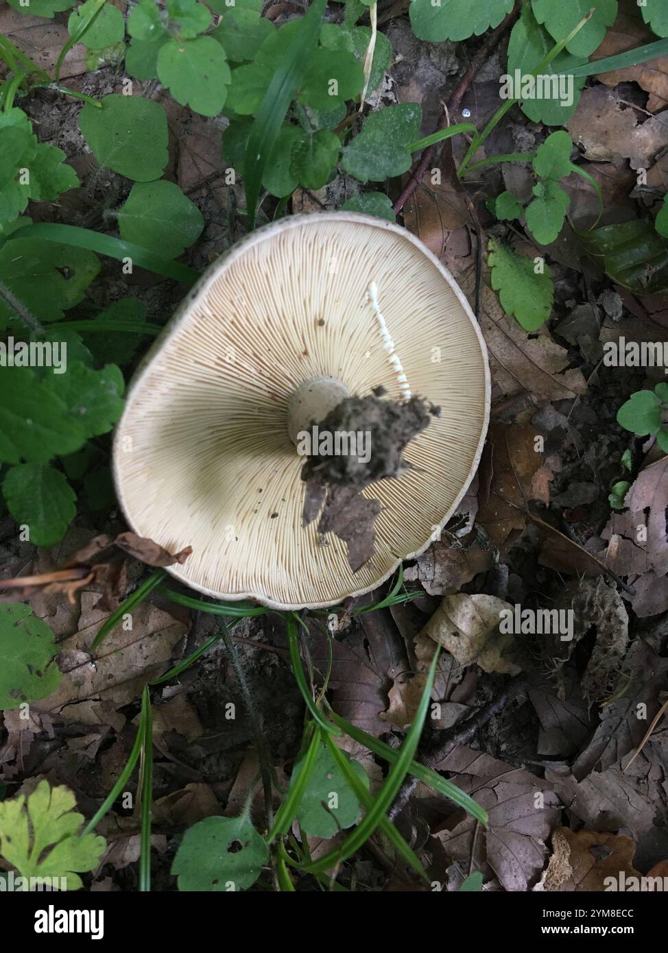 Slimy milkcap hi-res stock photography and images - Alamy
