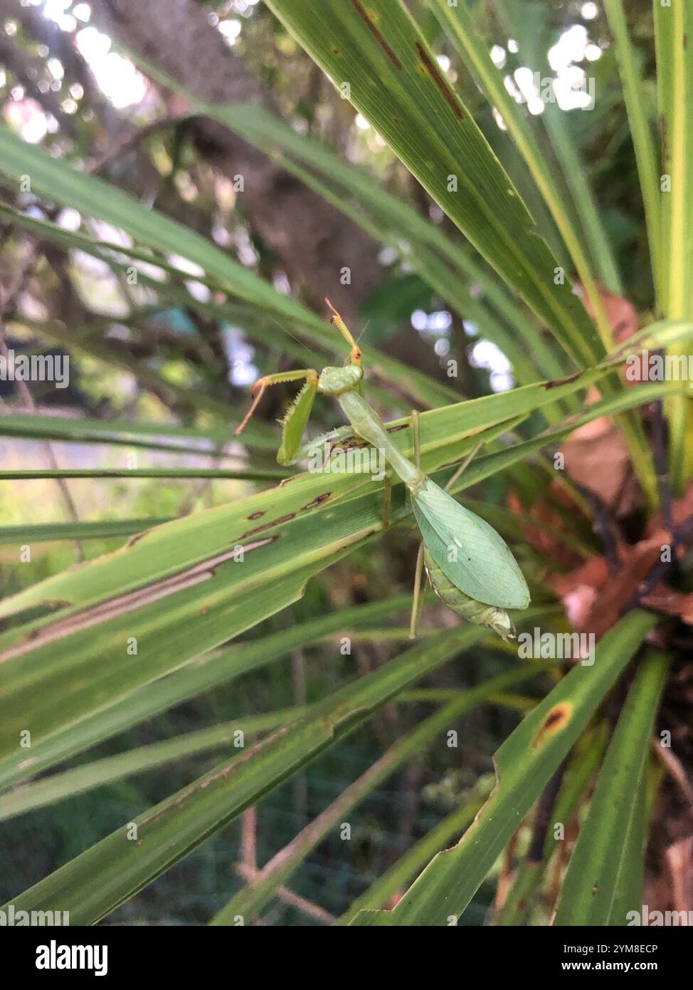 South African Mantis (Miomantis caffra Stock Photo - Alamy