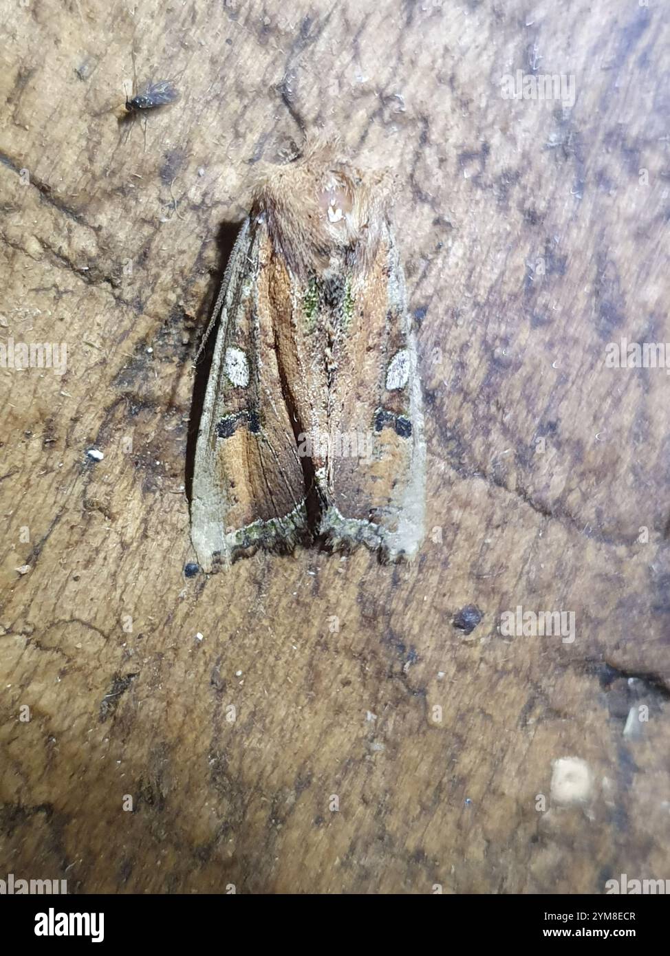 Meterana hi-res stock photography and images - Alamy