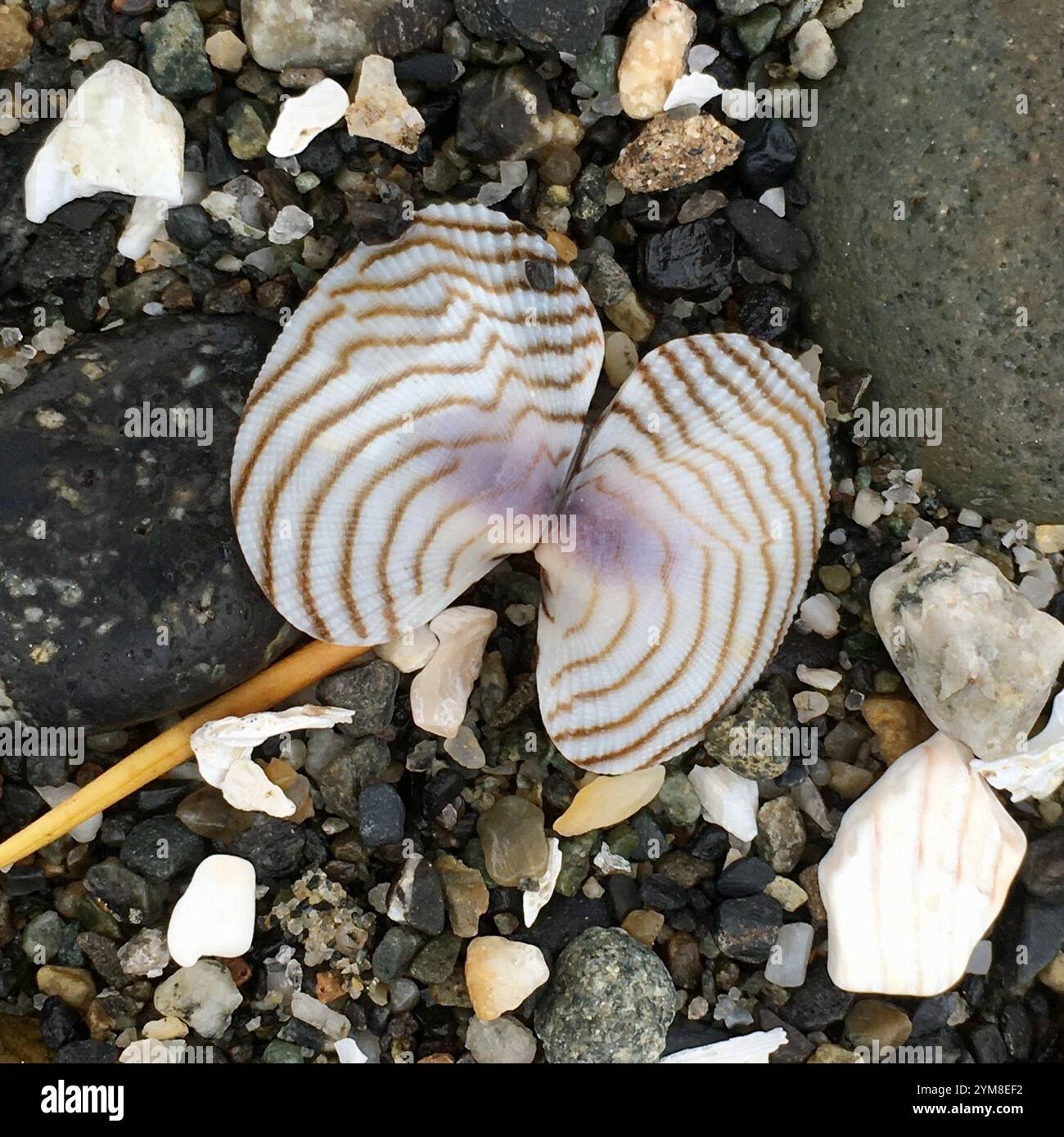 Ruditapes philippinarum hi-res stock photography and images - Alamy