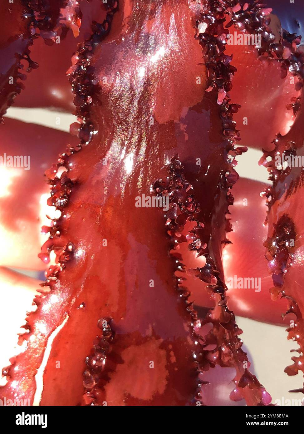 Grape Tongue (Cryptopleura ruprechtiana Stock Photo - Alamy