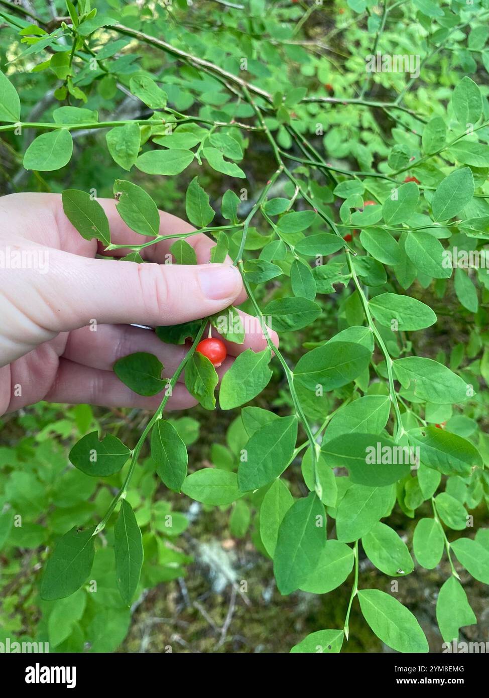 Red Huckleberry (Vaccinium parvifolium Stock Photo - Alamy