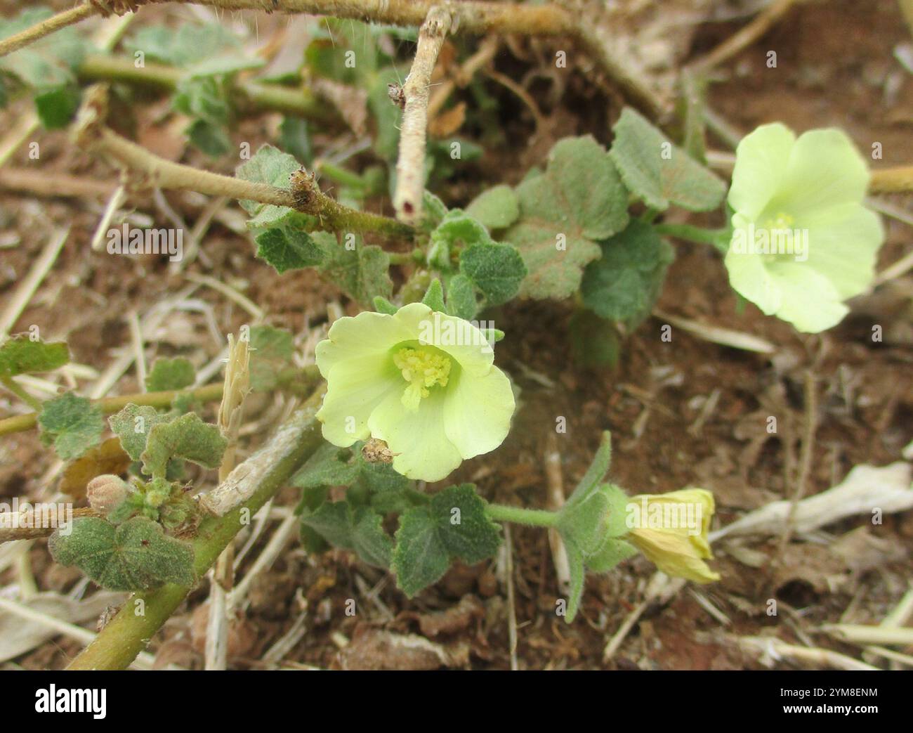 Mallow and Hibiscus Family (Malvaceae Stock Photo - Alamy