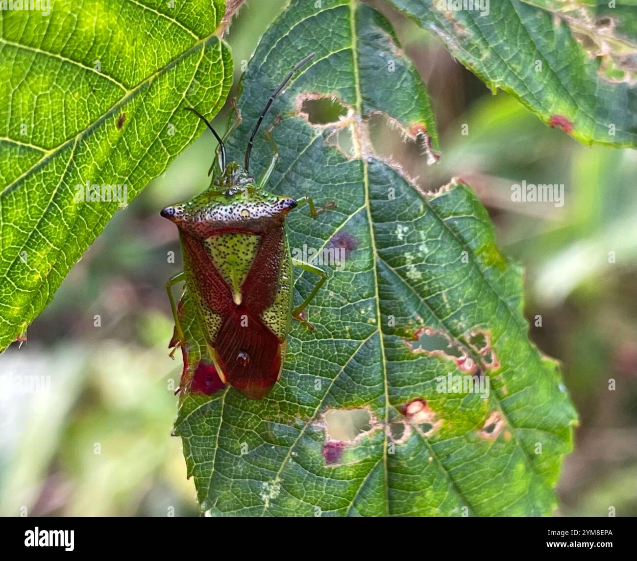Hawthorn Shield Bug (Acanthosoma haemorrhoidale Stock Photo - Alamy
