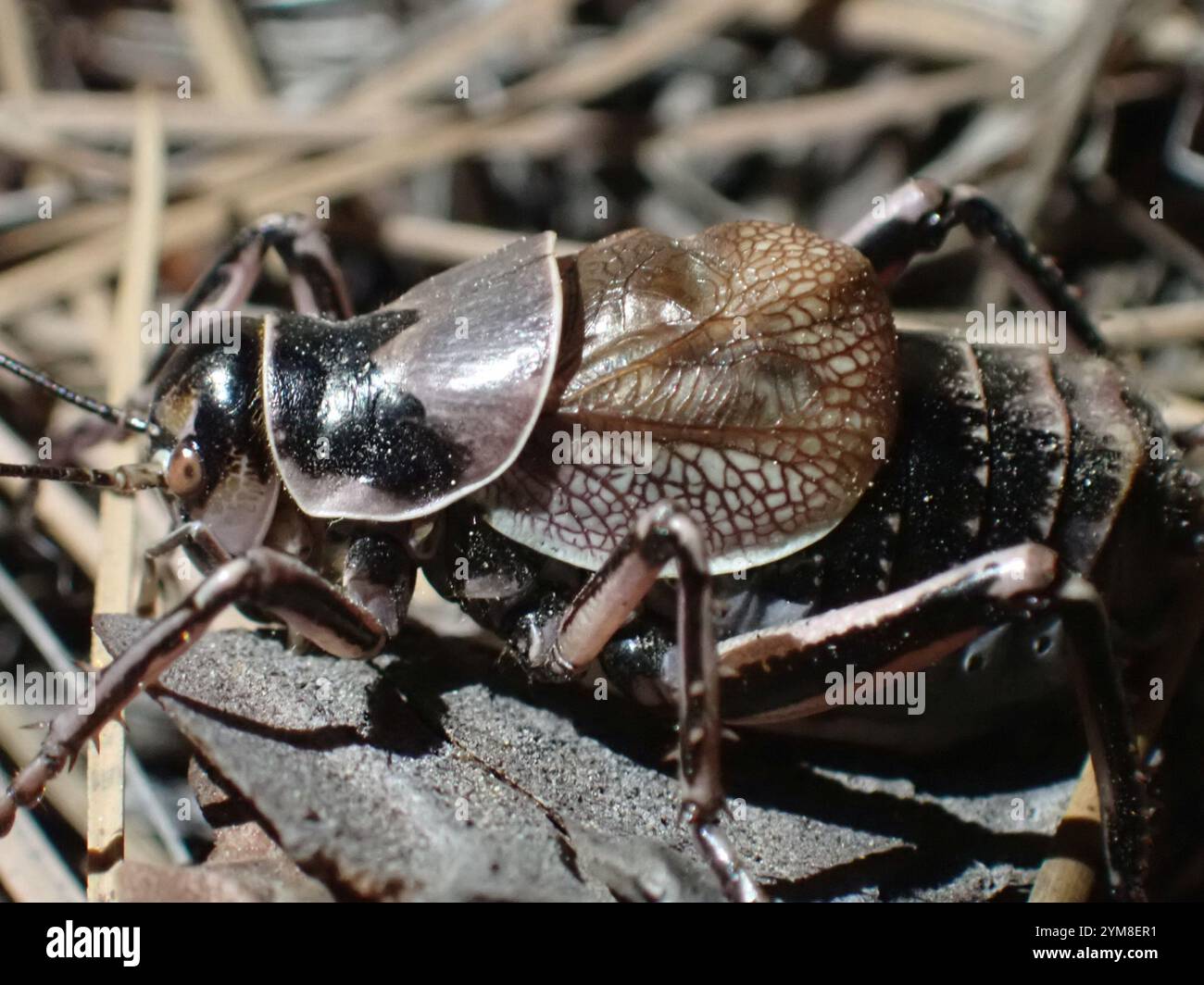 Great Grig (Cyphoderris monstrosa Stock Photo - Alamy