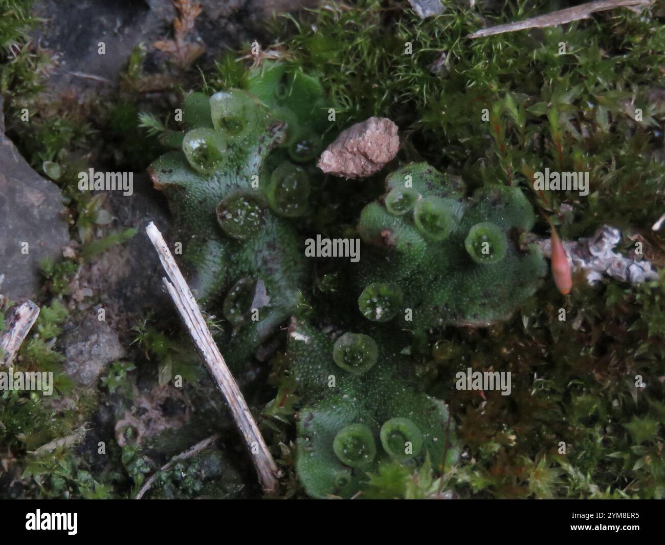 Common Liverwort (Marchantia polymorpha Stock Photo - Alamy