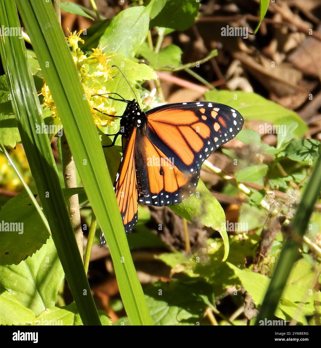 Monarch (Danaus plexippus Stock Photo - Alamy