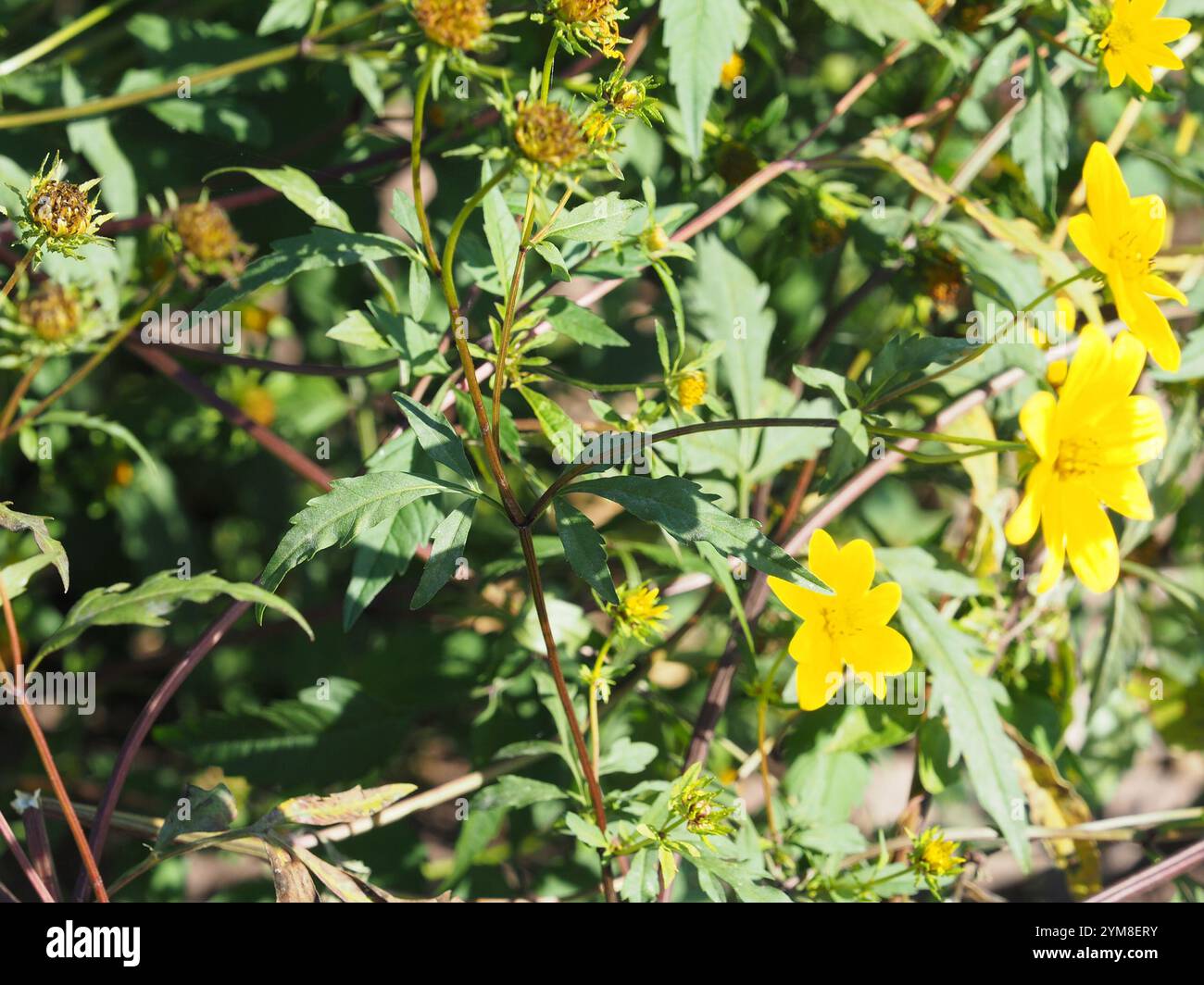 Bearded Beggarticks (Bidens aristosa Stock Photo - Alamy