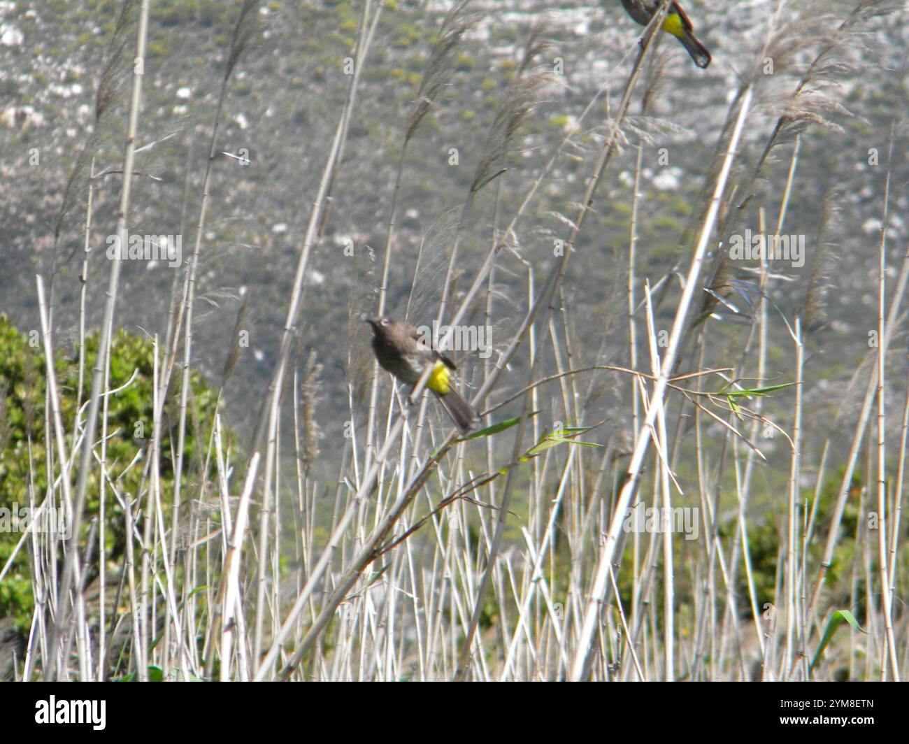Cape Bulbul (Pycnonotus capensis Stock Photo - Alamy