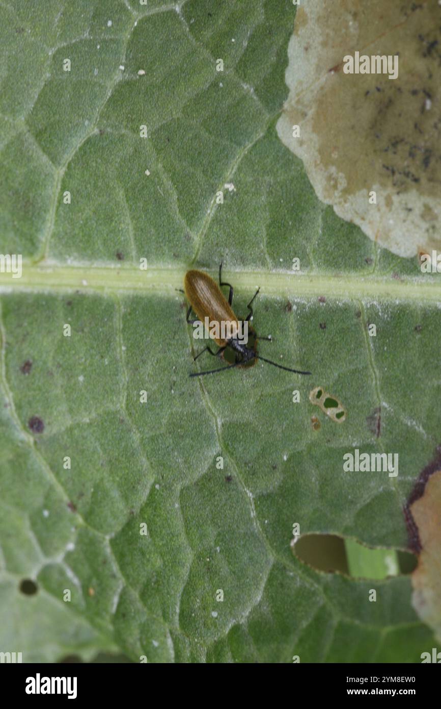 Rough-haired Lagria Beetle (Lagria hirta Stock Photo - Alamy