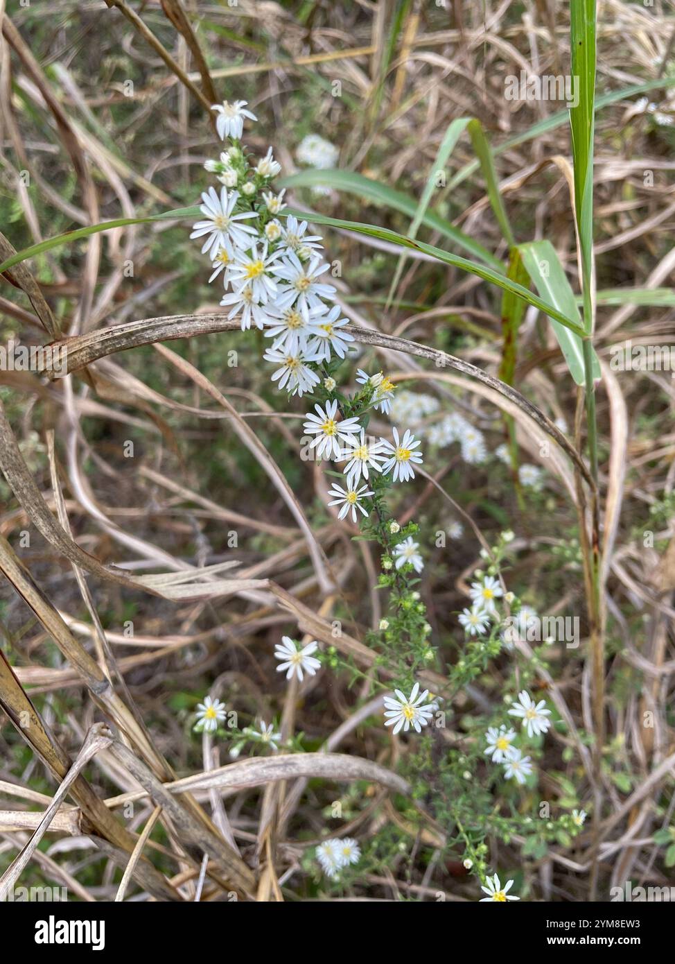 white heath aster (Symphyotrichum ericoides Stock Photo - Alamy