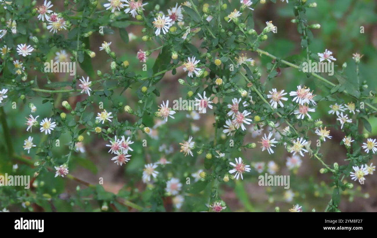 calico aster (Symphyotrichum lateriflorum Stock Photo - Alamy