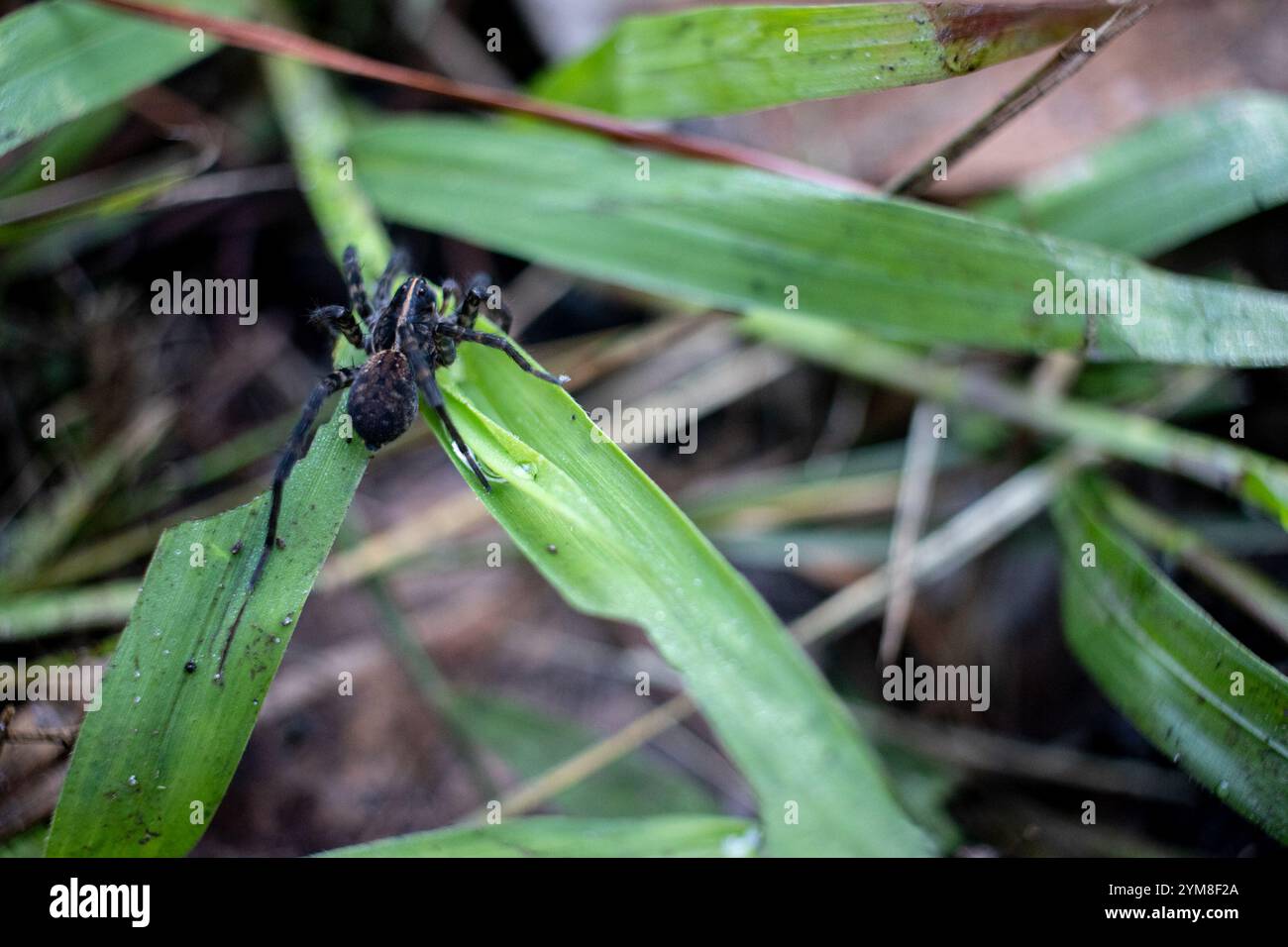 Georgia Wolf Spider (Tigrosa georgicola Stock Photo - Alamy