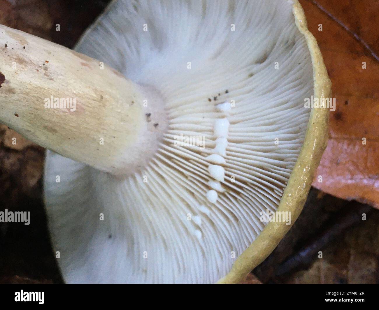 Slimy milkcap hi-res stock photography and images - Alamy