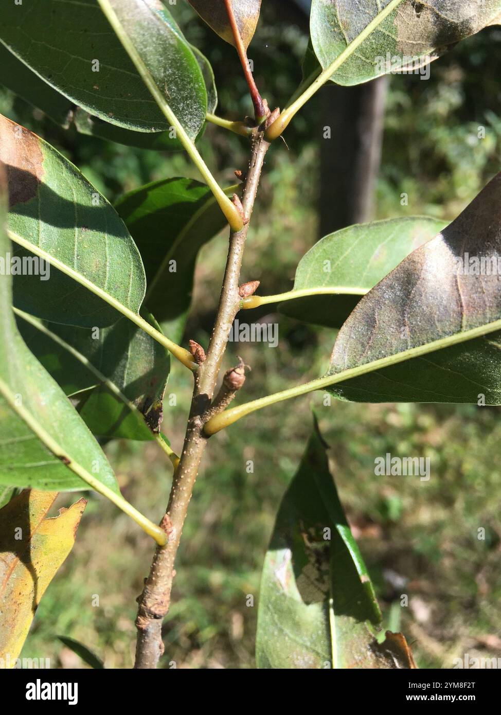 shingle oak (Quercus imbricaria Stock Photo - Alamy