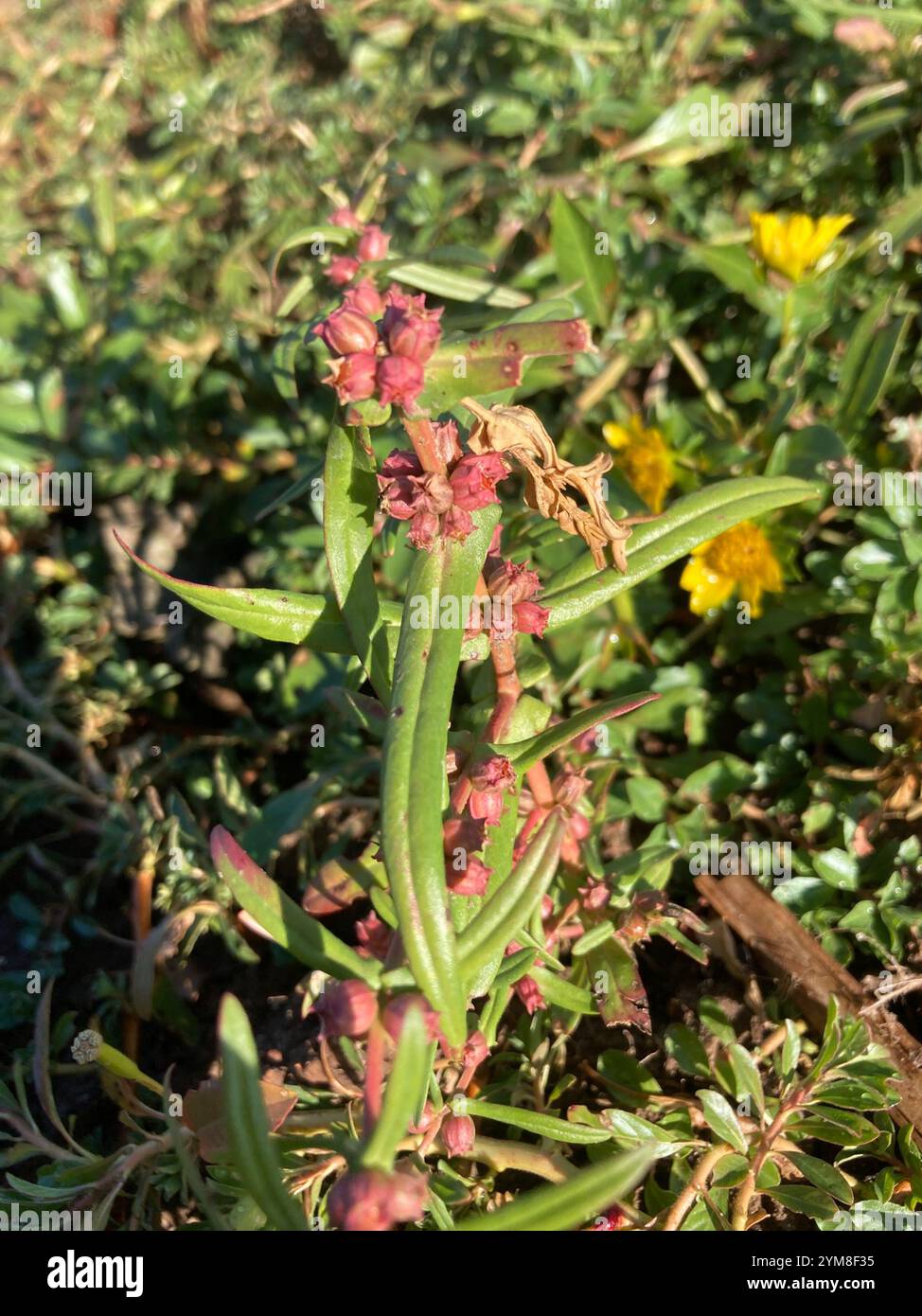 Scarlet Toothcup (Ammannia coccinea Stock Photo - Alamy