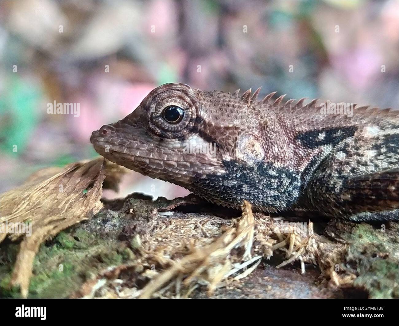 Rouxs lizard hi-res stock photography and images - Alamy