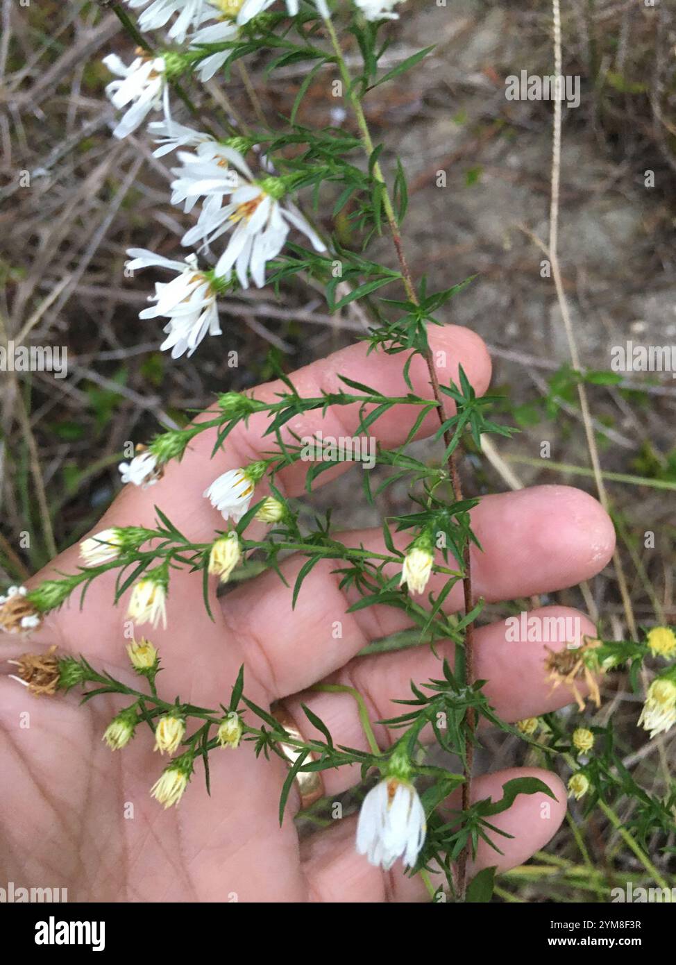 hairy white oldfield aster (Symphyotrichum pilosum Stock Photo - Alamy