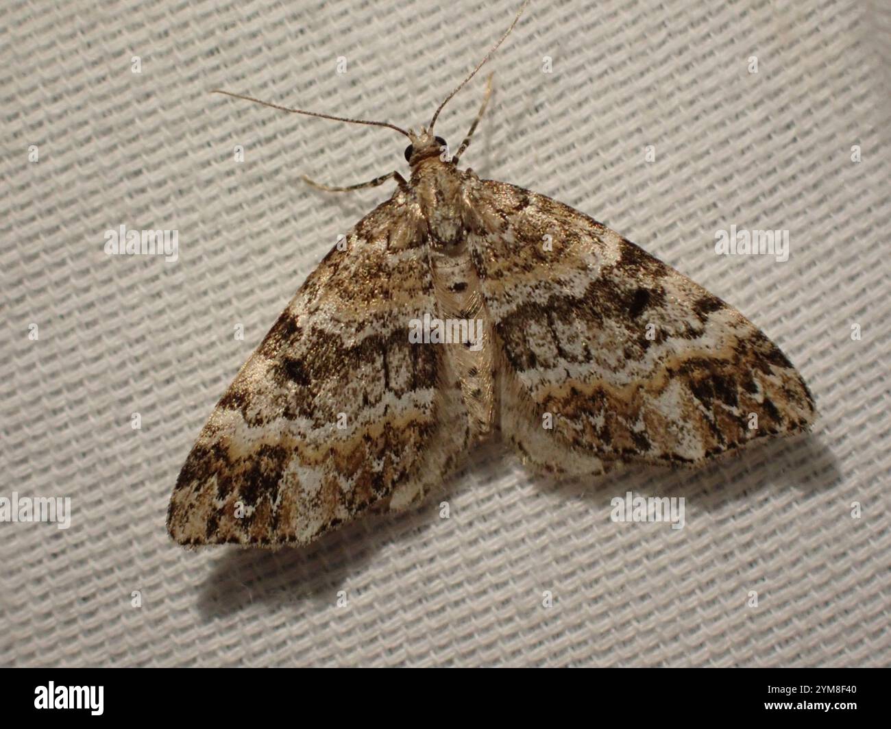 Grand Rivulet Moth (Martania grandis Stock Photo - Alamy