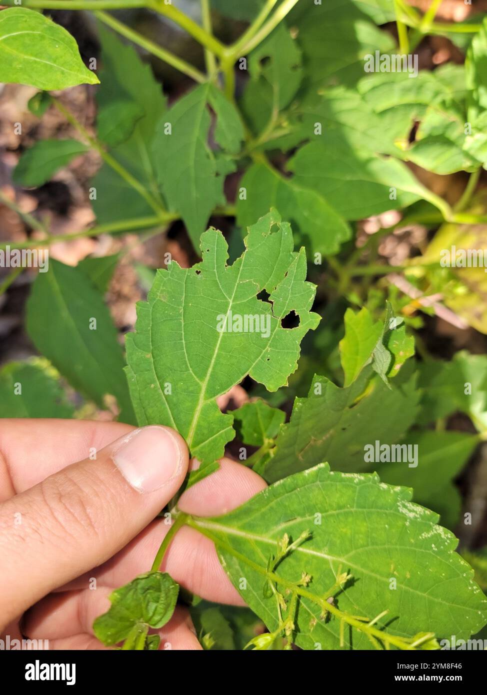 citronella horse balm (Collinsonia canadensis Stock Photo - Alamy