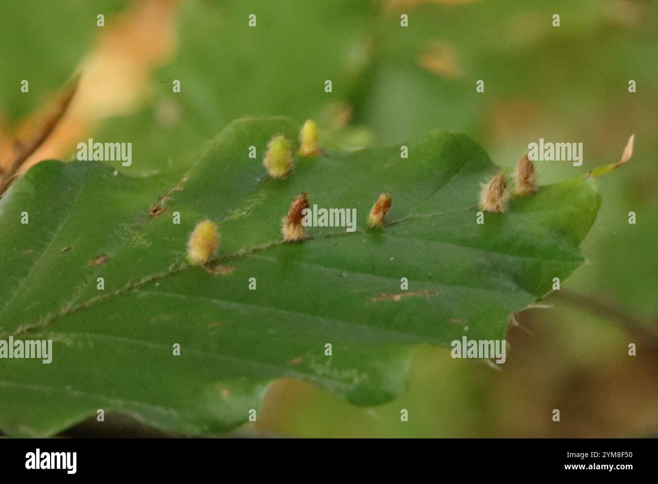 Hairy beech gall hi-res stock photography and images - Alamy