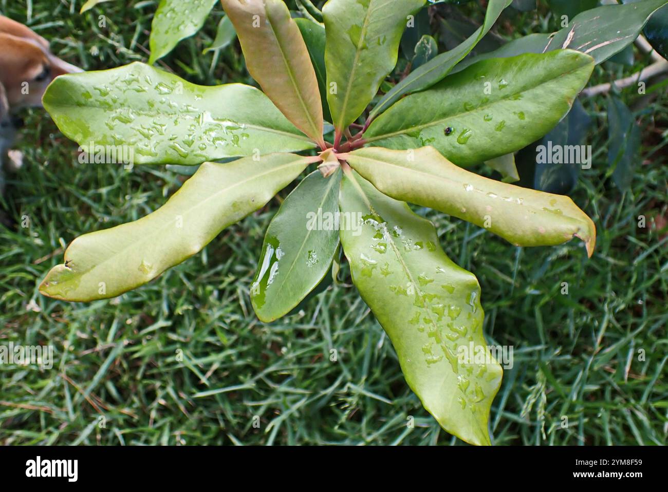 Rapanea melanophloeos hi-res stock photography and images - Alamy