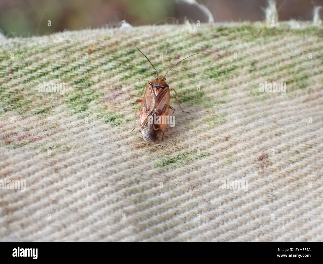 Lygus Bugs (Lygus Stock Photo - Alamy