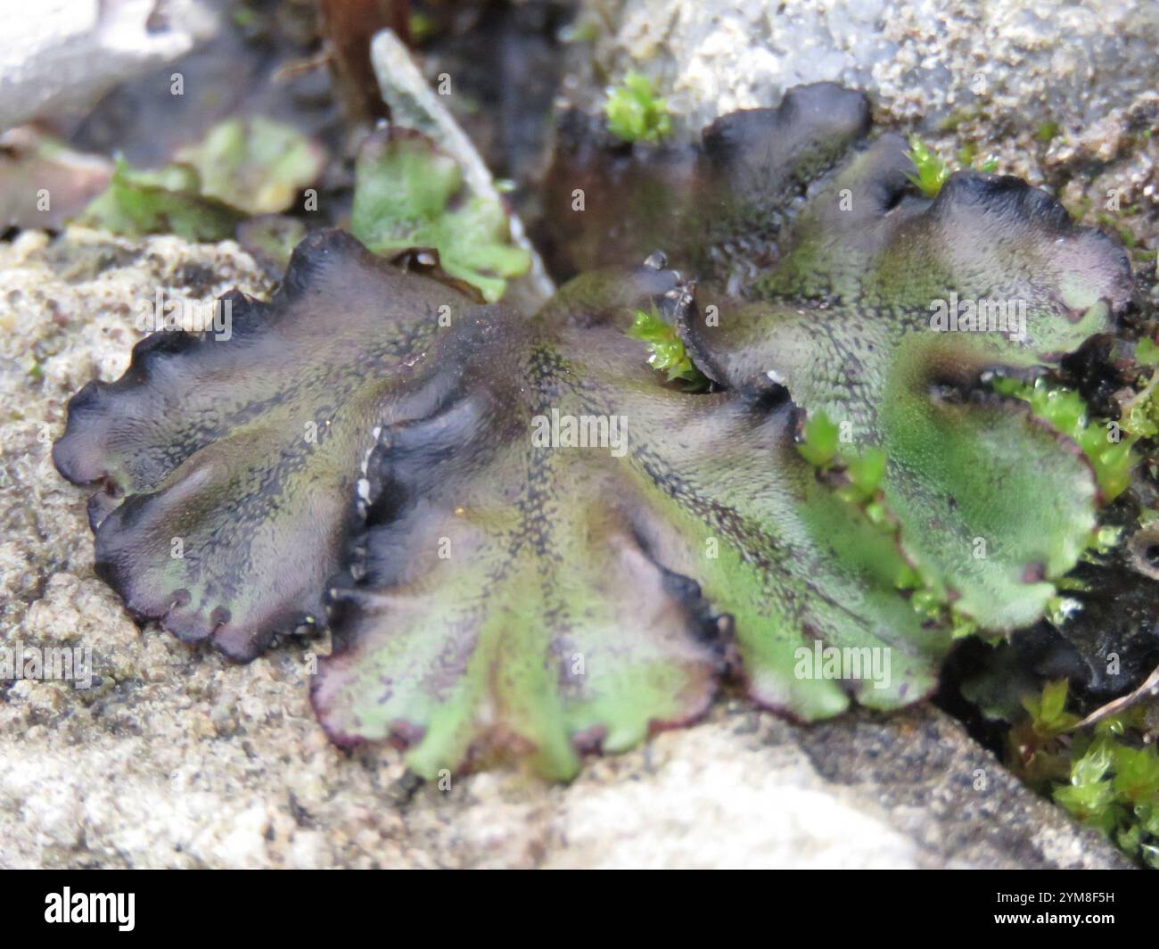 Common Liverwort (Marchantia polymorpha Stock Photo - Alamy