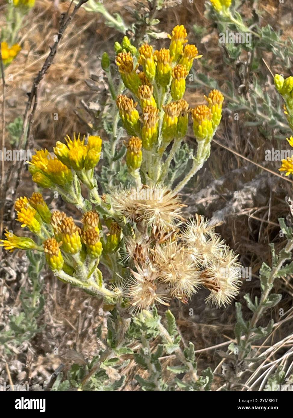 Coastal Goldenbush (Isocoma menziesii Stock Photo - Alamy
