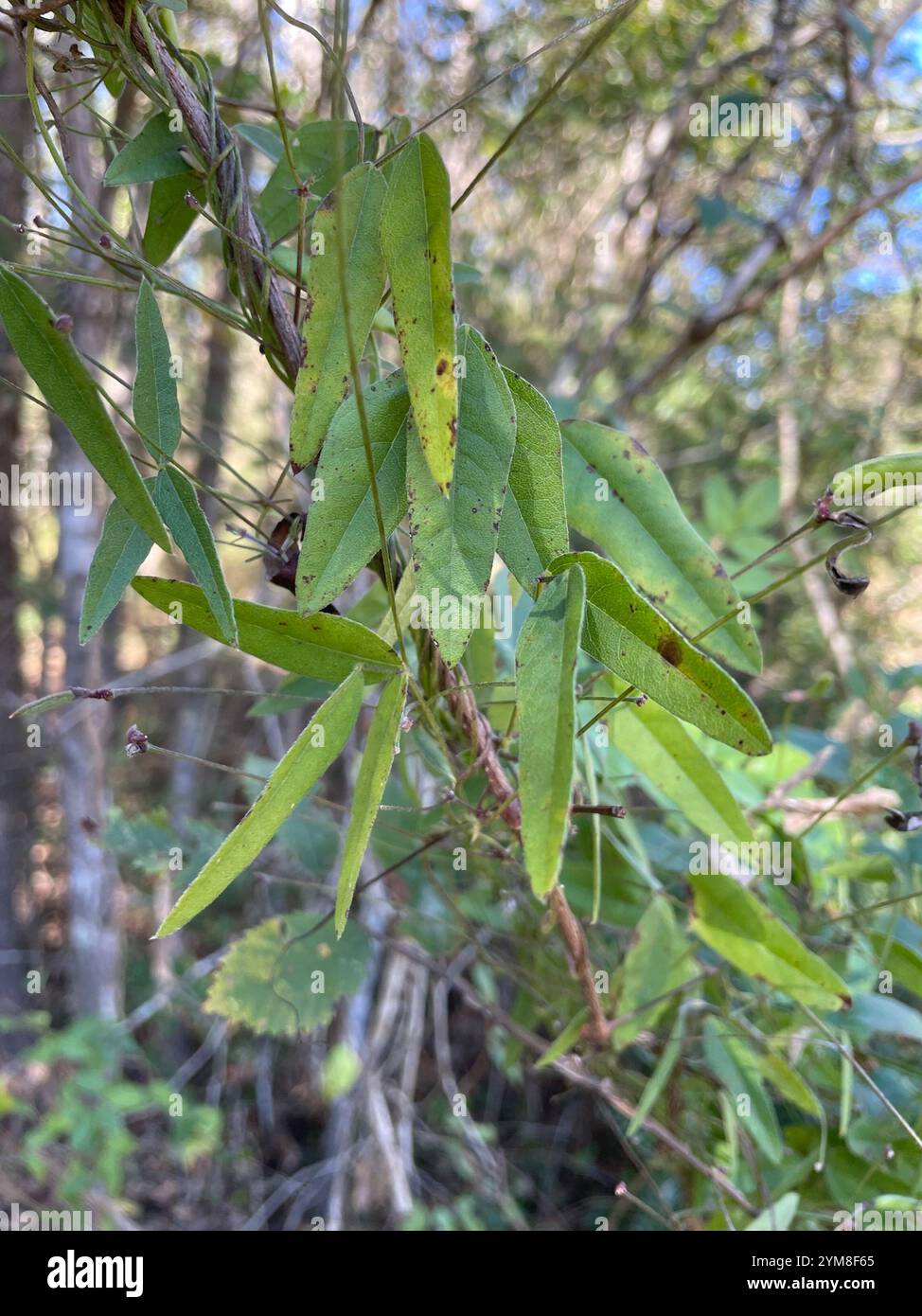 slickseed fuzzybean (Strophostyles leiosperma Stock Photo - Alamy