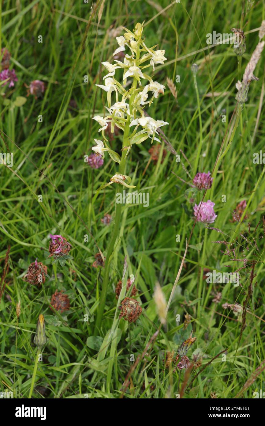 Lesser butterfly-orchid (Platanthera bifolia Stock Photo - Alamy